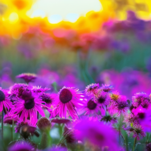 Sawgrass Mills Mall Map PDF – SlickSpring